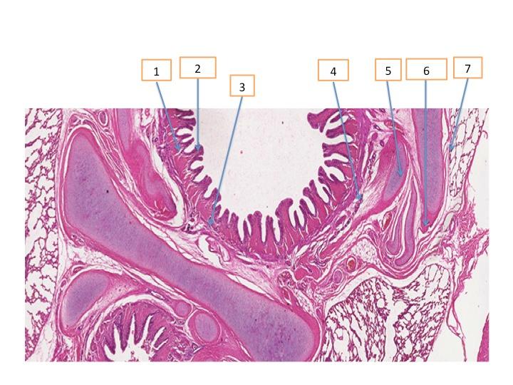 Solved IDENTIFY THE STRUCTURES POINTED/NUMBERED. 1. Layer | Chegg.com