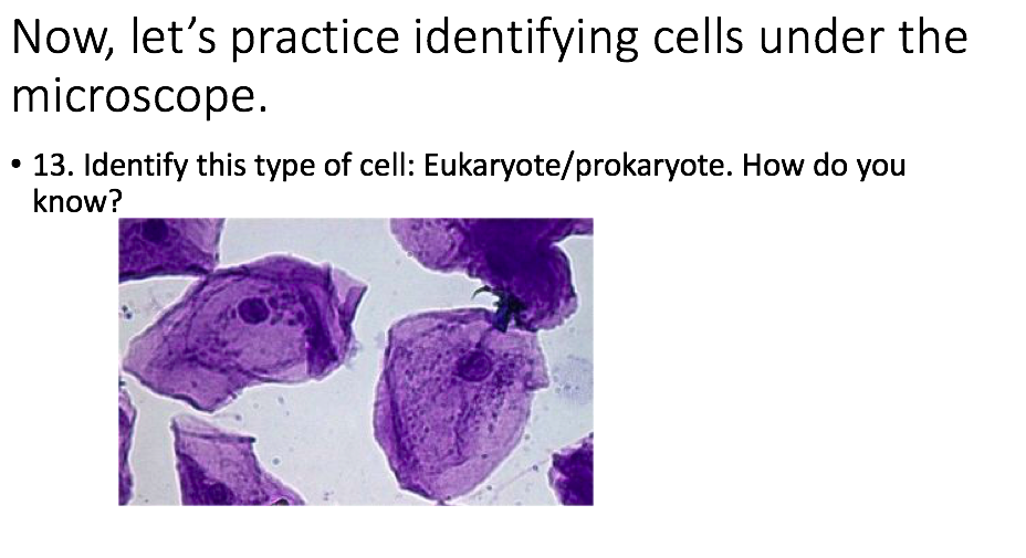 Solved Now, let's practice identifying cells under the | Chegg.com