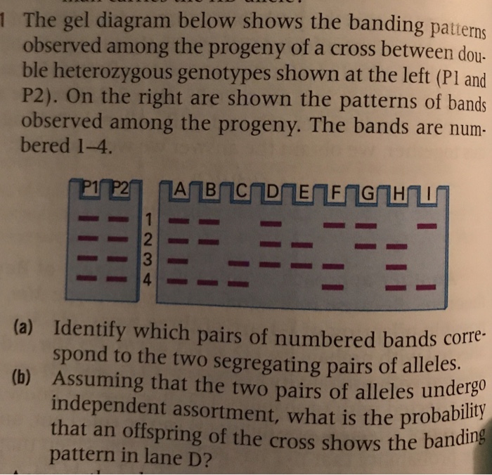 Solved The gel diagram below shows the banding patterns | Chegg.com