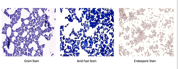 Solved UNKNOWN SAMPLE IDENTIFICATION FORM UNKNOWN #1: Using | Chegg.com