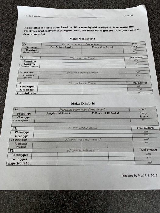 Solved Student Name: Maize Lab Please fill in the table | Chegg.com