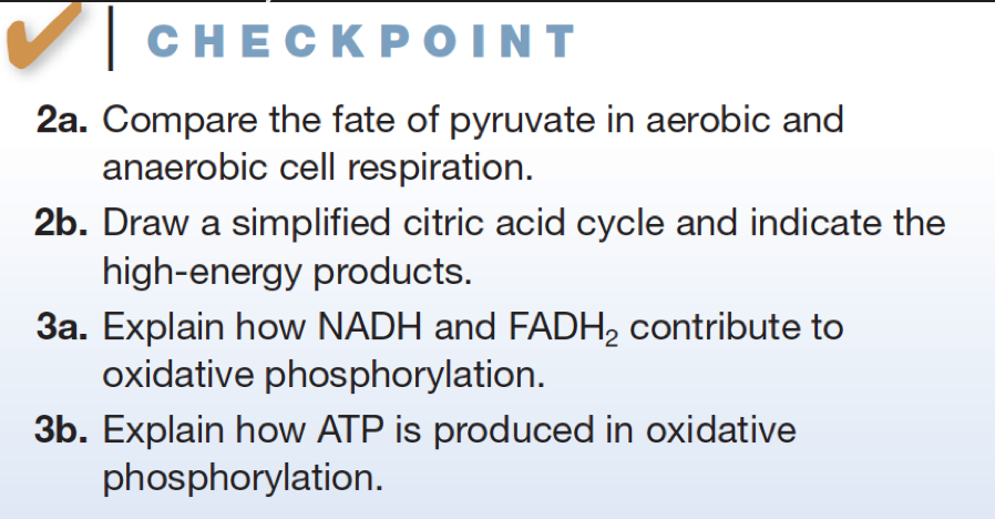 Solved CHECKPOINT 2a. Compare the fate of pyruvate in | Chegg.com