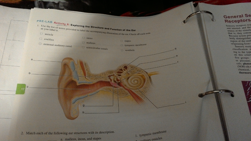 Solved General Se Receptors PRE-LAB Activity 6: Exploring | Chegg.com