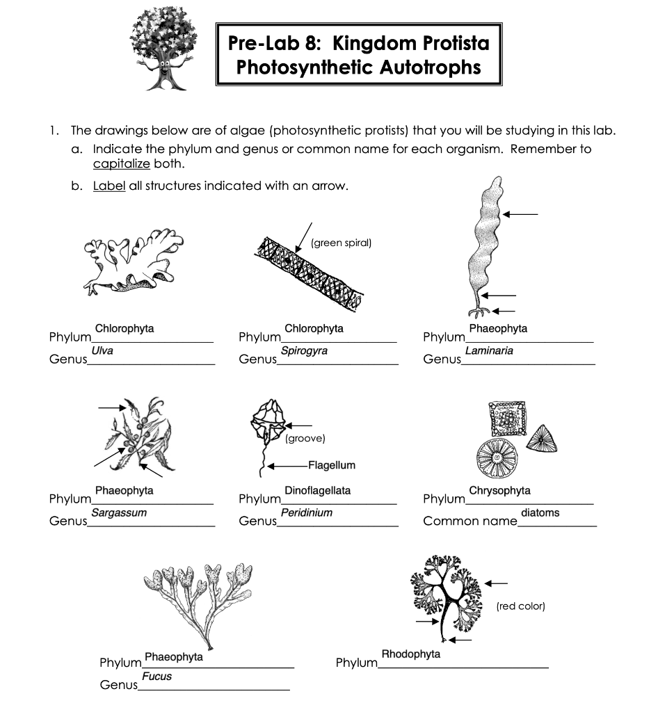Solved Pre-Lab 8: Kingdom Protista Photosynthetic Autotrophs | Chegg.com