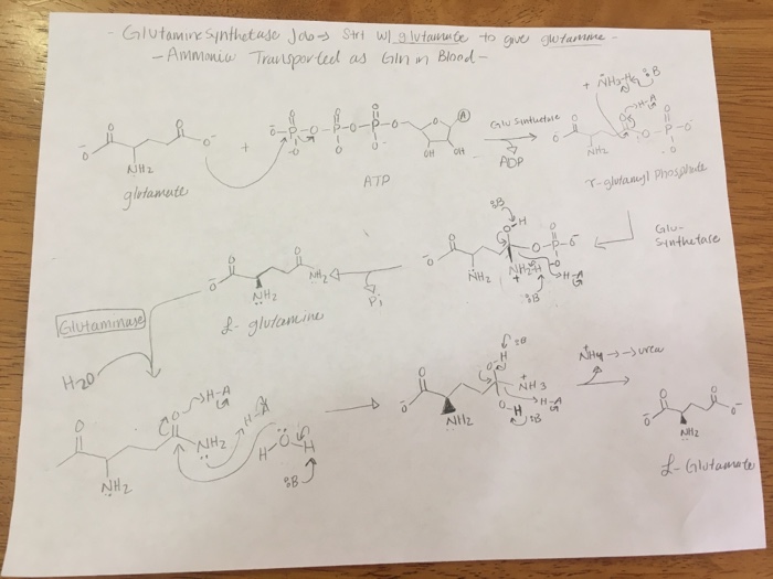 Solved Is this electron pushing mechanism for glutamine | Chegg.com