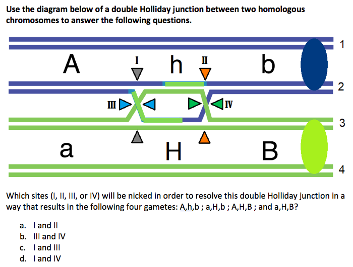 Solved Use the diagram below of a double Holliday junction | Chegg.com