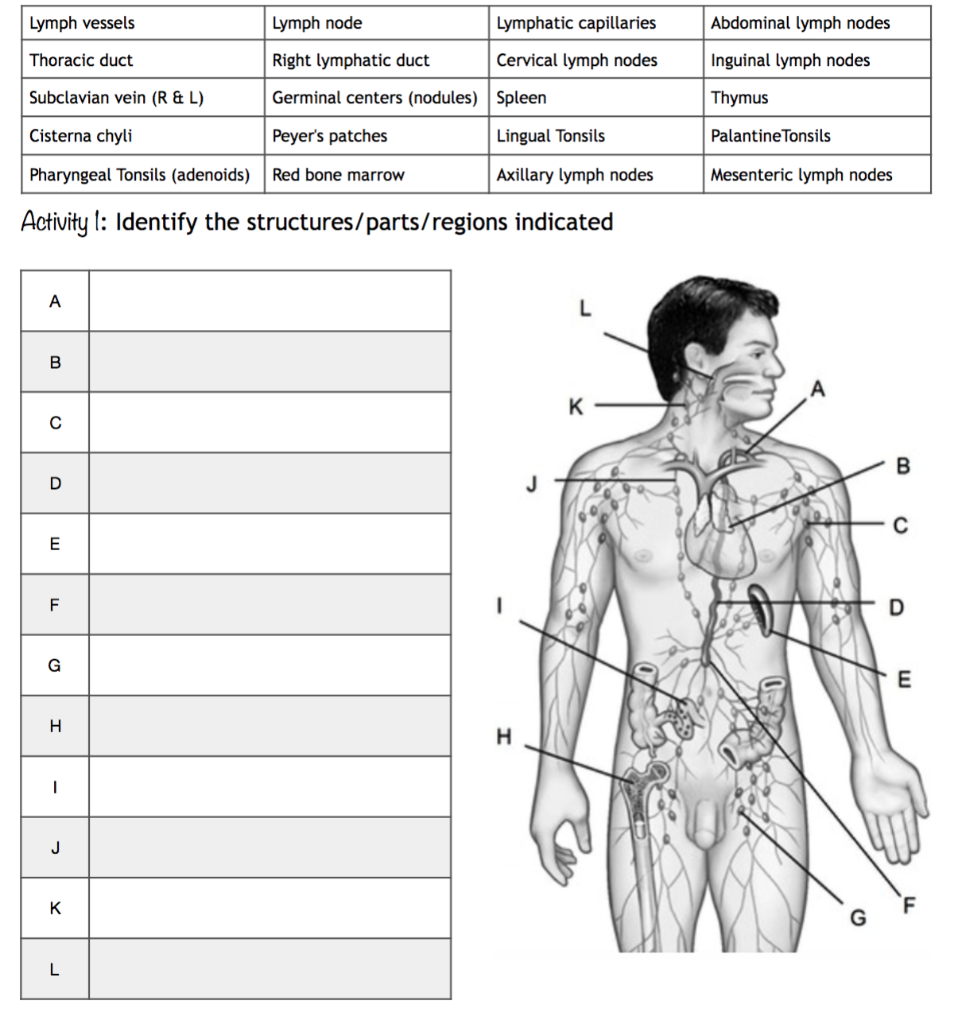 Solved Lymph vessels Lymph node Abdominal lymph nodes | Chegg.com