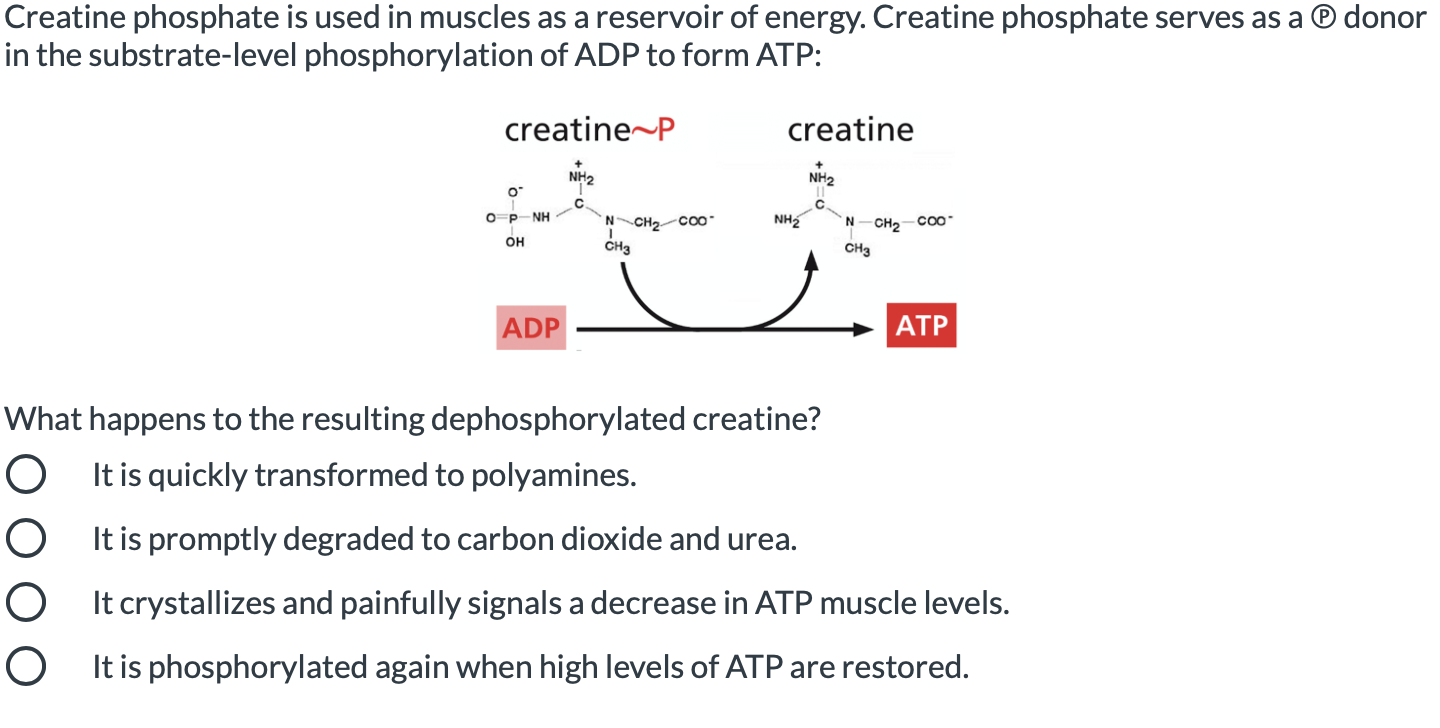 Solved Creatine phosphate is used in muscles as a reservoir | Chegg.com