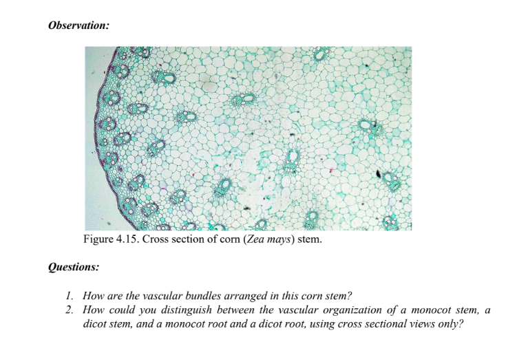 Solved Observation: Figure 4.15. Cross section of corn (Zea | Chegg.com