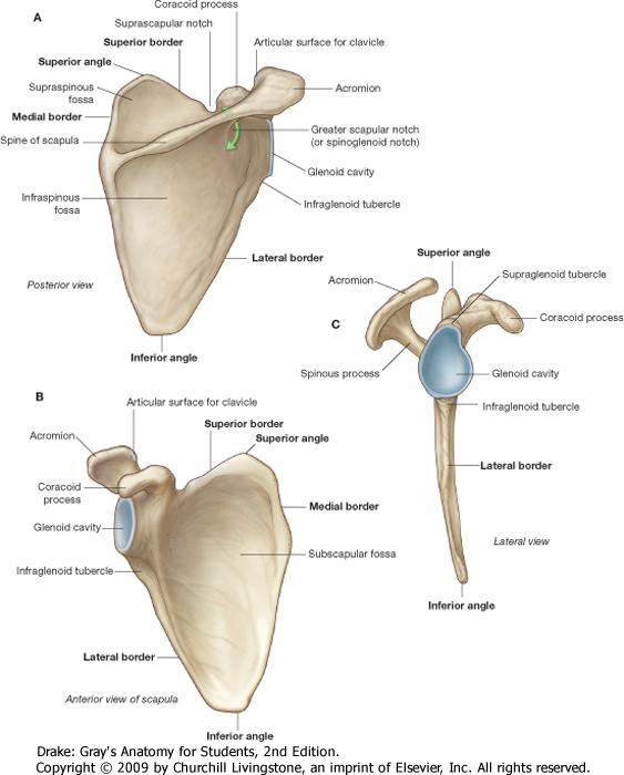 Scapular Notch