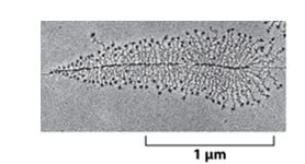 Solved 1. In the electron micrograph (see below) are the RNA | Chegg.com