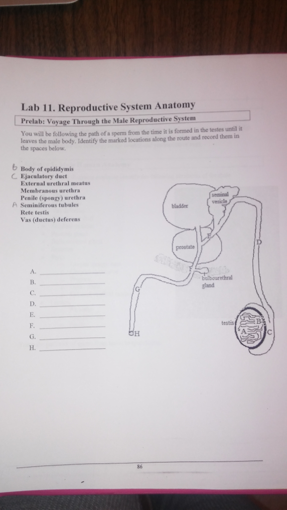 Solved Lab 11. Reproductive System Anatomy Prelab: Voyage | Chegg.com