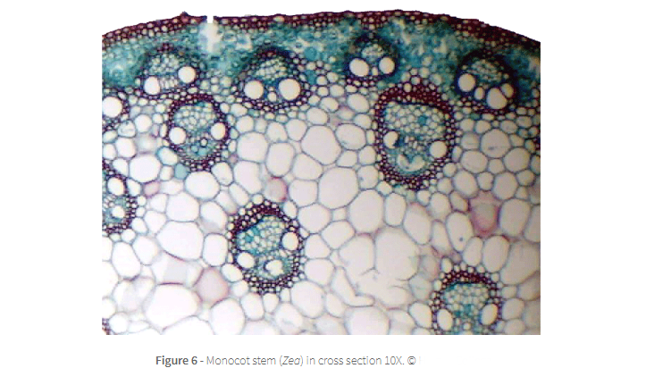 Solved := Question 5 -Corn Stem Cross Section Homework Label | Chegg.com
