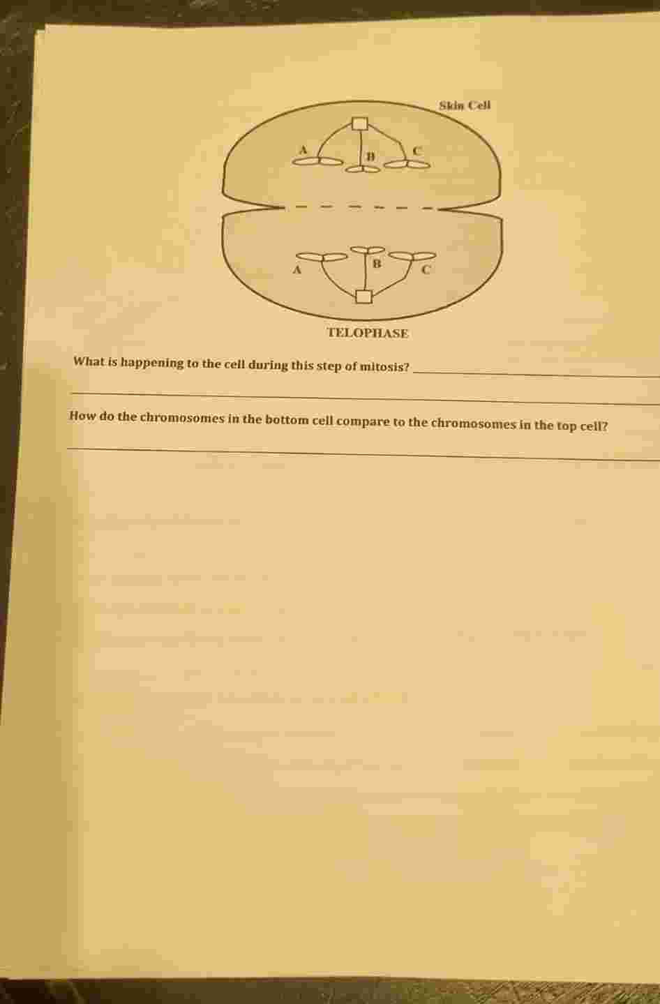 Solved by an EXPERT What is happening to the cell during this step of | Chegg.com