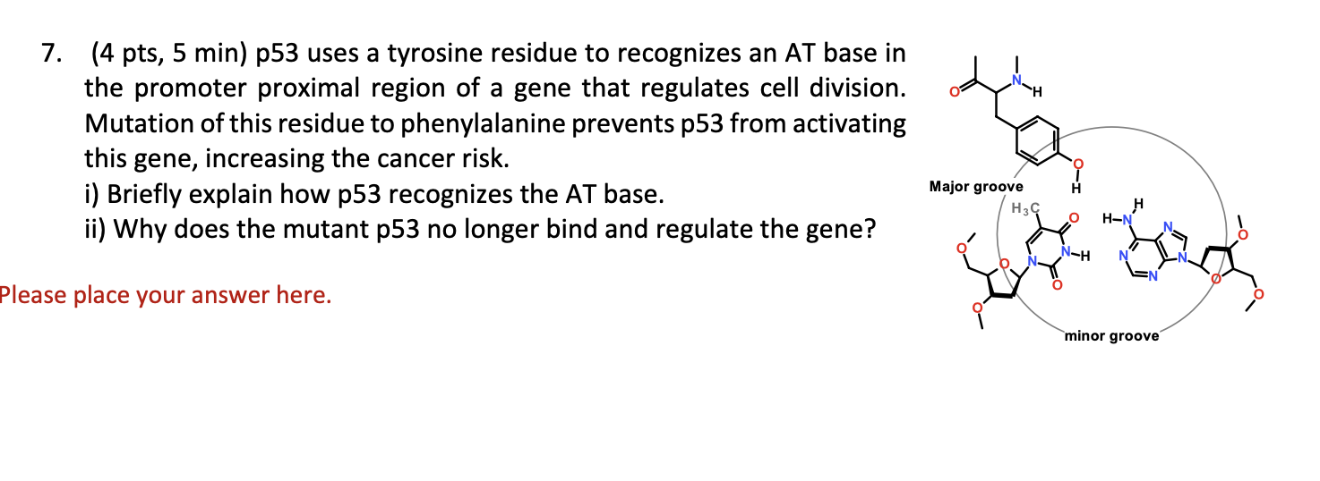 Solved 7. (4 pts, 5 min ) p53 uses a tyrosine residue to | Chegg.com