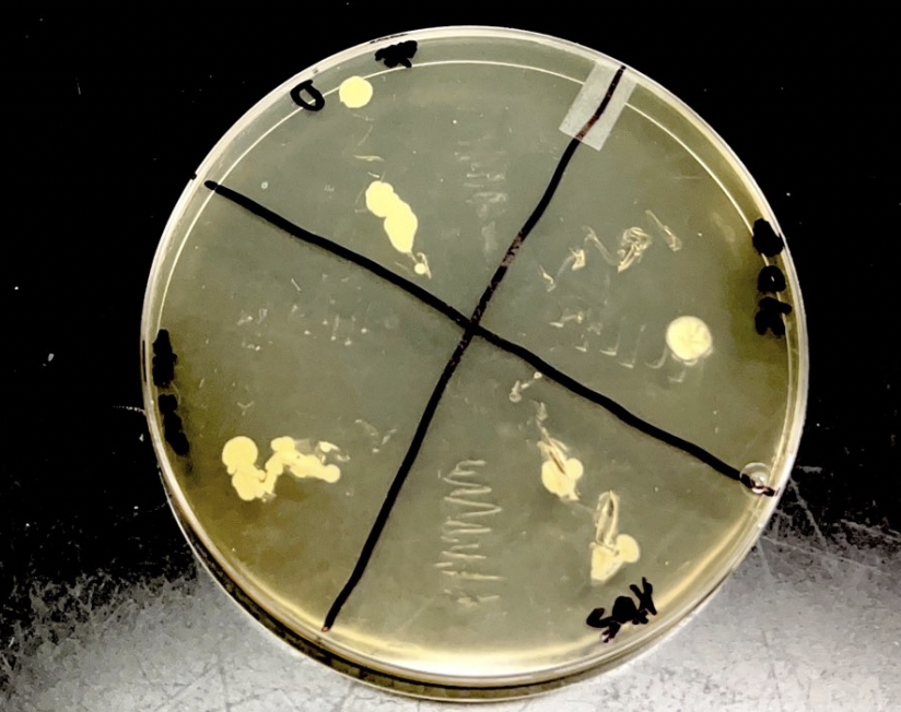 Solved From this picture(attached) Describe your | Chegg.com