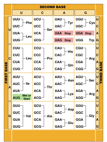 Amino Acid Codon Abbreviation Table | Cabinets Matttroy