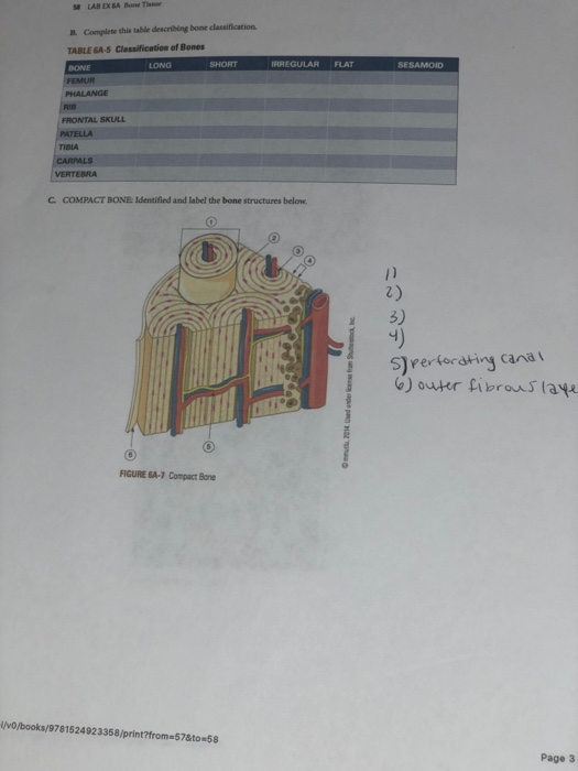 Solved R. Complete this table describing bone classification | Chegg.com