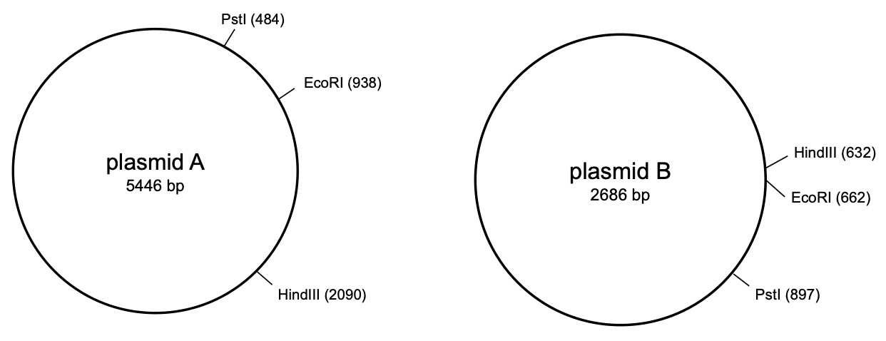 Solved You find out that the mystery plasmid is one of two | Chegg.com