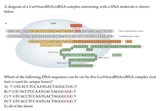 Solved A diagram of a Cas9/tracrRNA/crRNA complex | Chegg.com