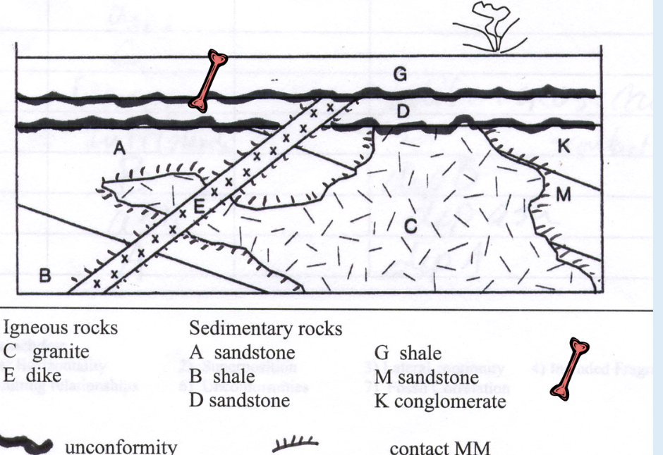 Solved Igneous rocks C granite E dike Sedimentary rocks A | Chegg.com