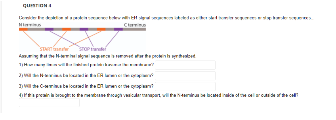 Solved Consider the depiction of a protein sequence below | Chegg.com
