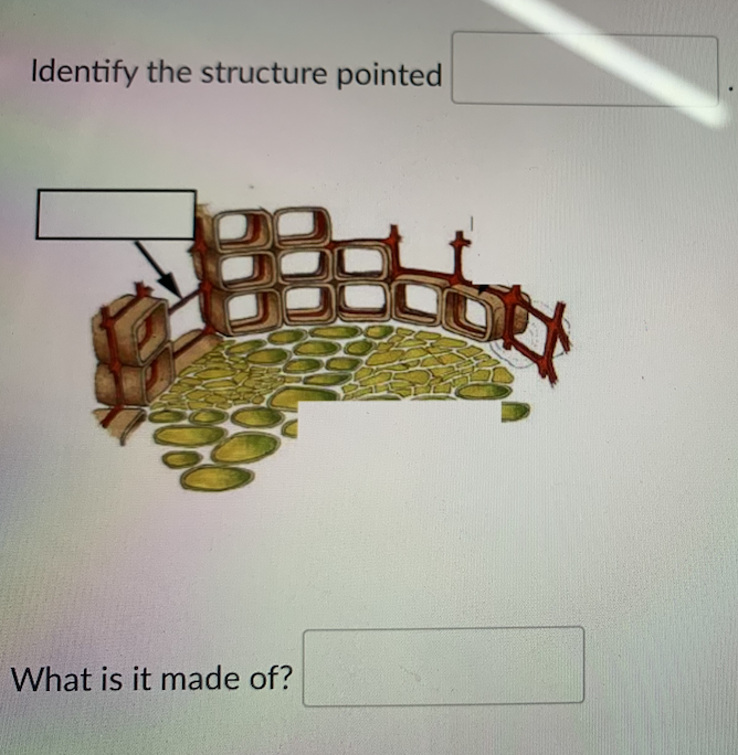 Solved Identify the structure pointed 2 S What is it made | Chegg.com
