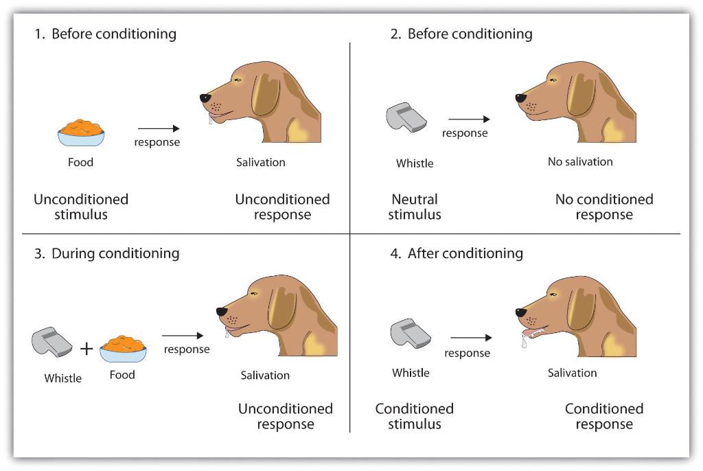 Solved Define classical conditioning, and describe Pavlov’s | Chegg.com