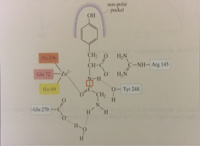 Solved Shown is the active site if carboxypeptidase. | Chegg.com
