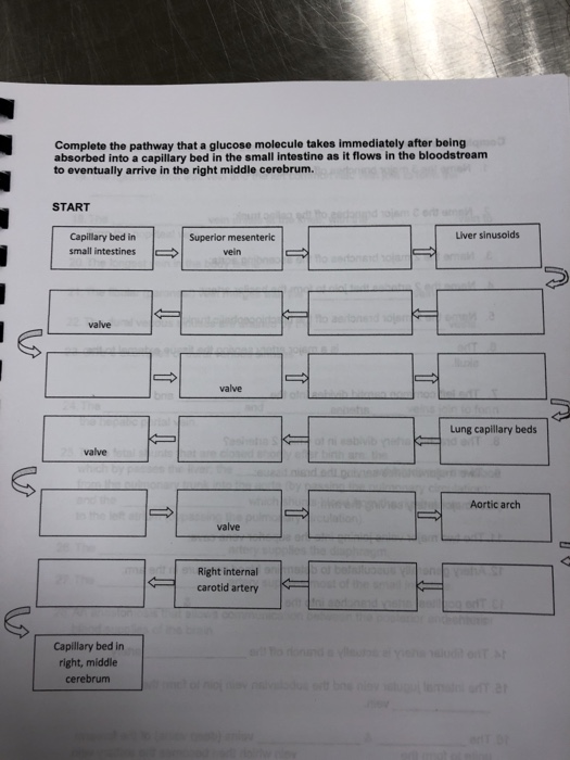 Solved Complete the pathway that a glucose molecule takes | Chegg.com