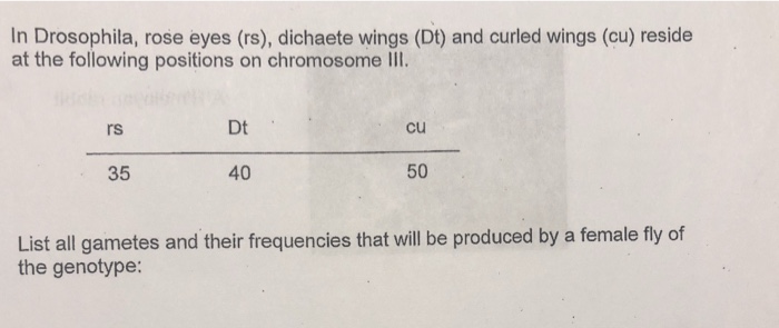 Solved In Drosophila, rose eyes (rs), dichaete wings (Dt) | Chegg.com