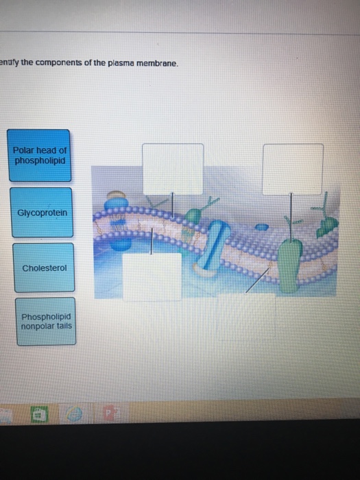 Solved Identify the components of the plasma membrane. | Chegg.com