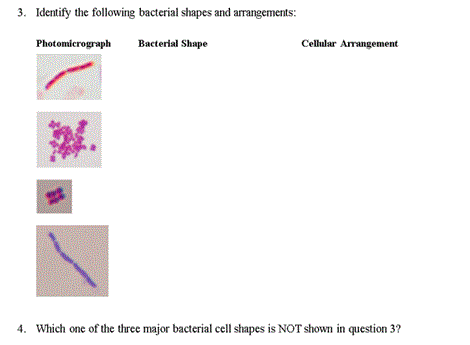 Solved 3. Identify the following bacterial shapes and | Chegg.com