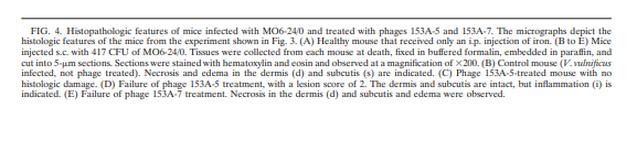 Solved How did the histology results in Figure 4 compare | Chegg.com