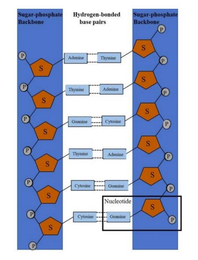 Solved Q4. Label the 5’ and 3’ ends of each nucleic acid | Chegg.com