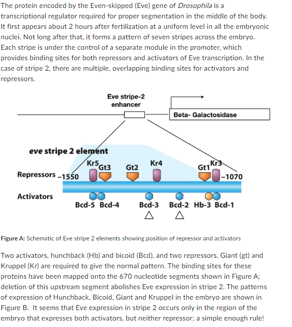 The protein encoded by the Even-skipped (Eve) gene of | Chegg.com
