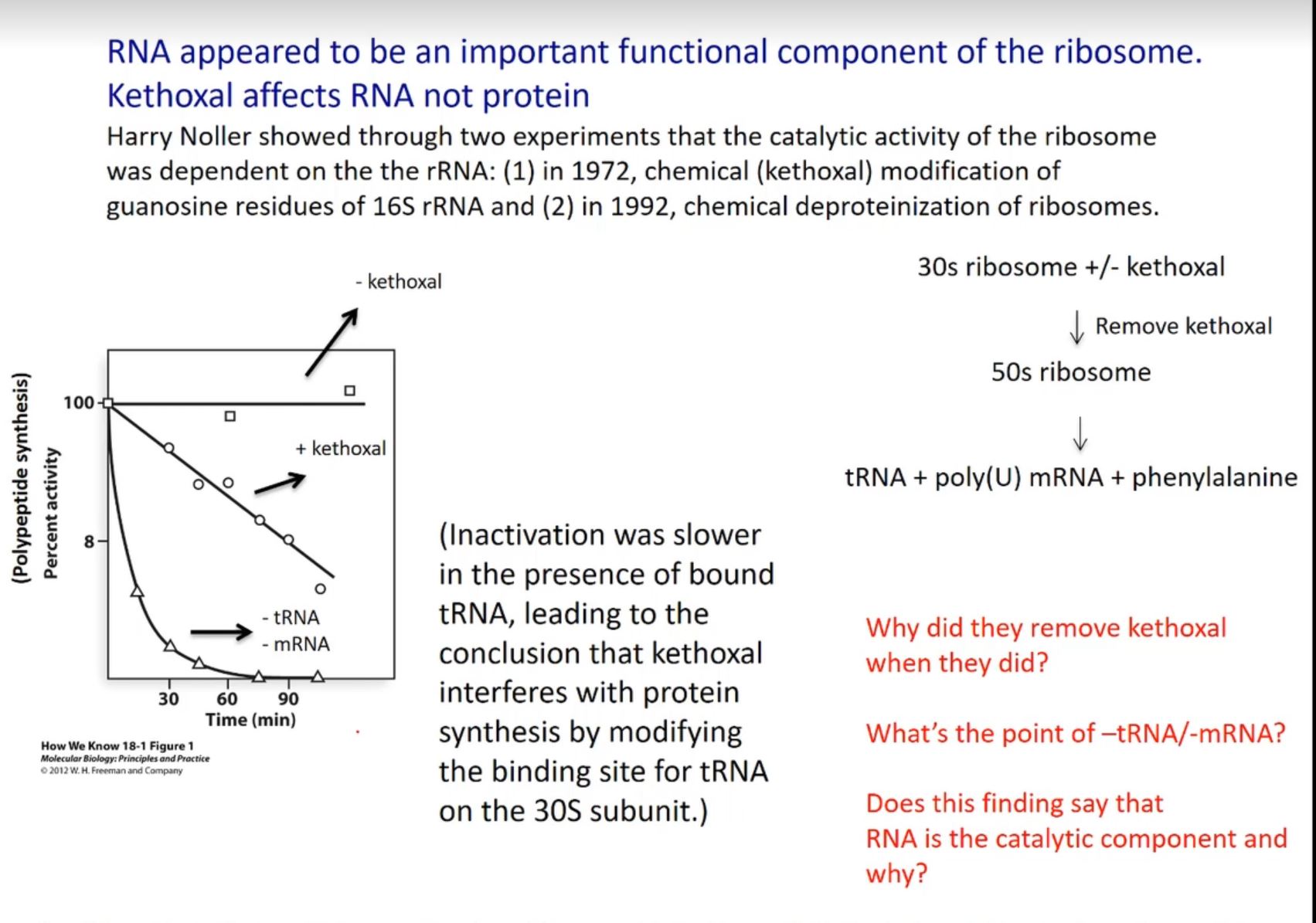 Solved RNA appeared to be an important functional component | Chegg.com