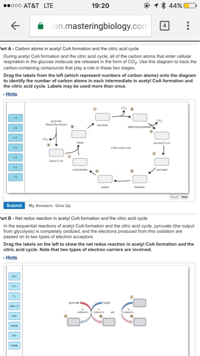 Solved: AT&T LTE 19:20 イ* 44%) ← On.masteringbiology.con ... | Chegg.com