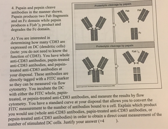 Solved 4. Papain and pepsin cleave Proteolytic cleavage by | Chegg.com