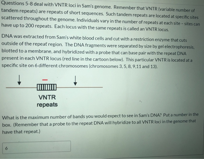 Solved Questions 5-8 deal with VNTR loci in Sam's genome. | Chegg.com