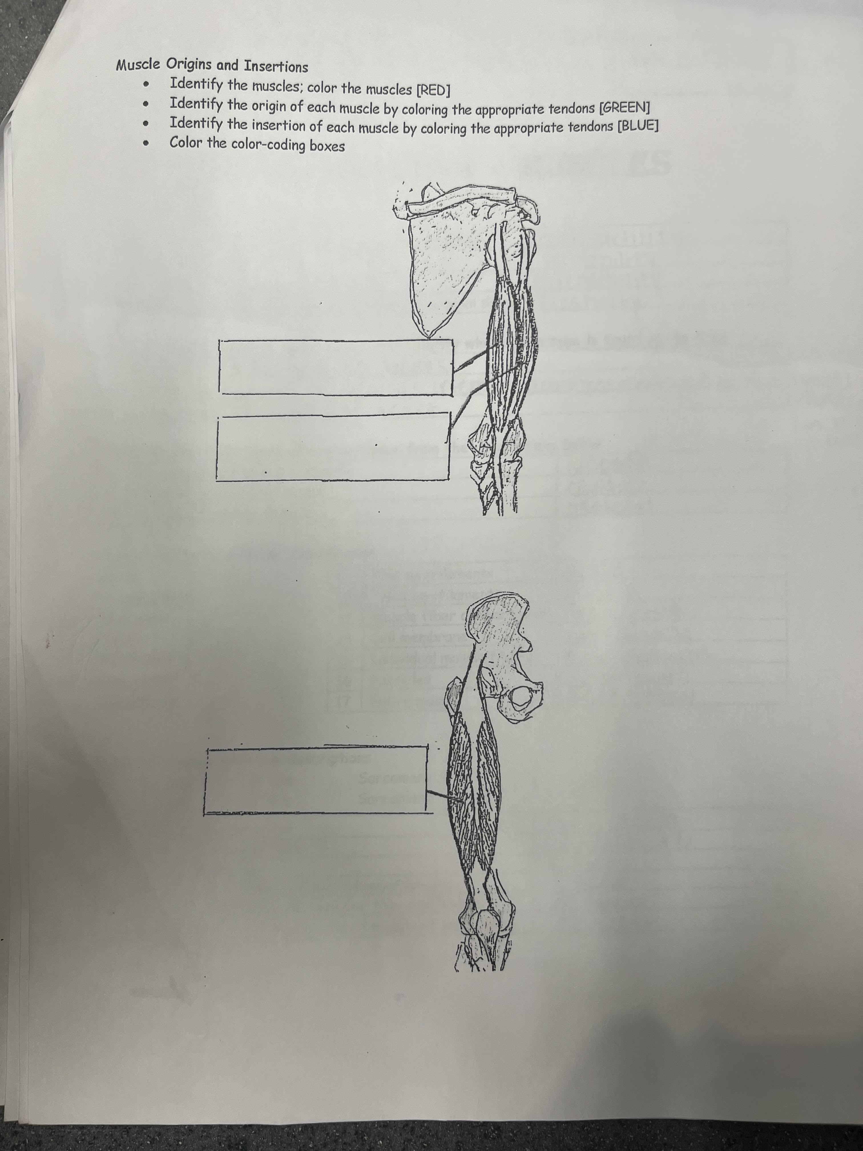 Solved Muscle Origins and InsertionsIdentify the muscles | Chegg.com