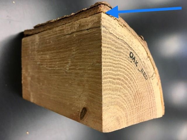 Solved 1.)Red oak:wood block, showing wood with annual | Chegg.com