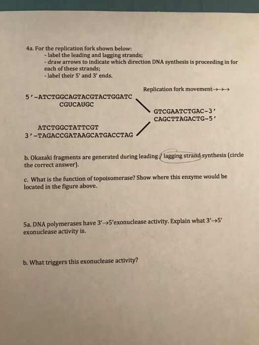 Solved 4a. For the replication fork shown below: label the | Chegg.com