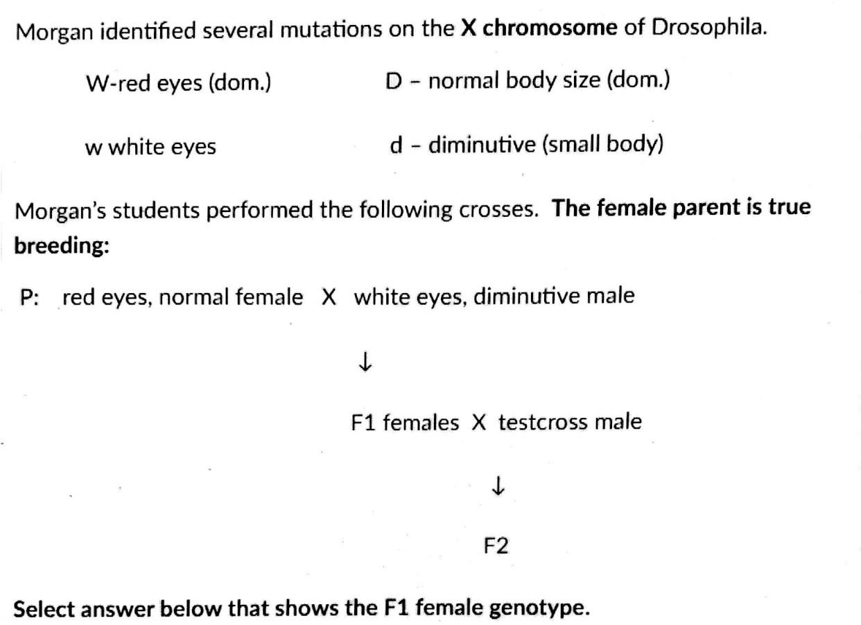 Solved Morgan identified several mutations on the X | Chegg.com