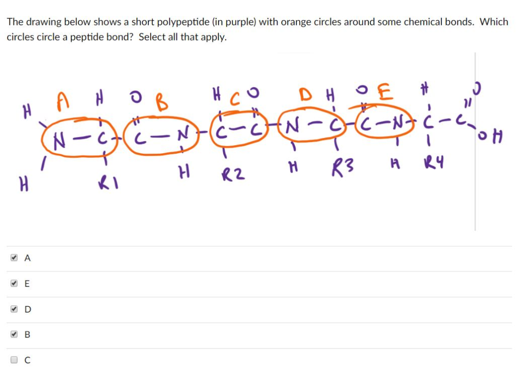 Solved The drawing below shows a short polypeptide (in | Chegg.com