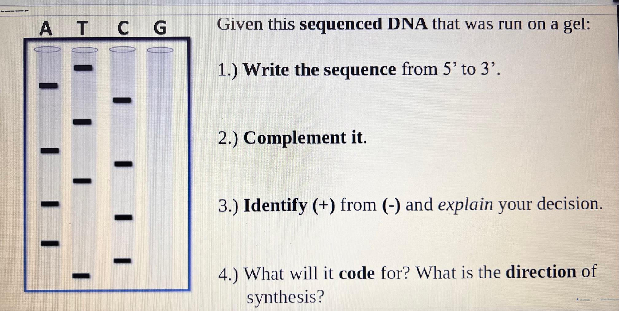Solved Given this sequenced DNA that was run on a gel: 1.) | Chegg.com