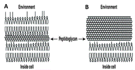 Solved The diagram represents two cell envelope types found | Chegg.com