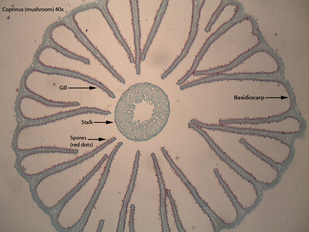 Coprinus Cross Section