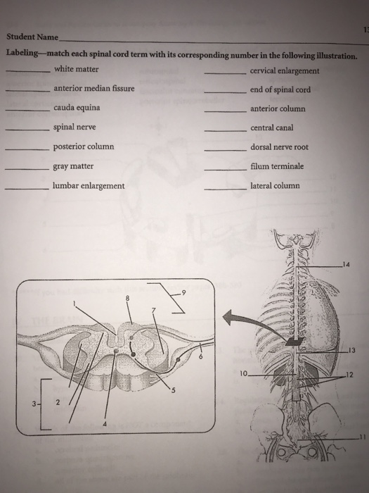 Solved Student Name Labeling-match each spinal cord term | Chegg.com