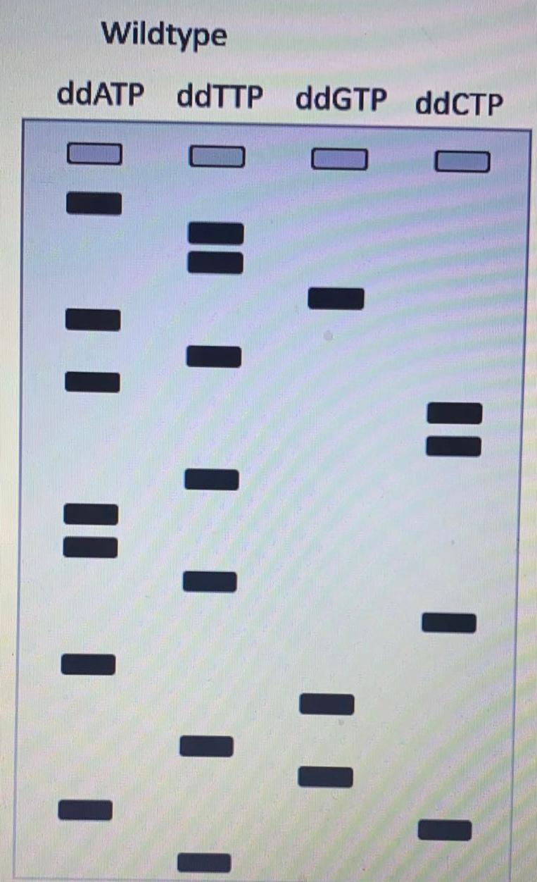 Solved PART ONE: look at the Sanger sequencing gel and | Chegg.com